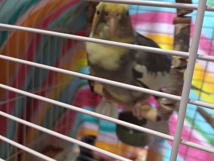 Попугай с клеткой