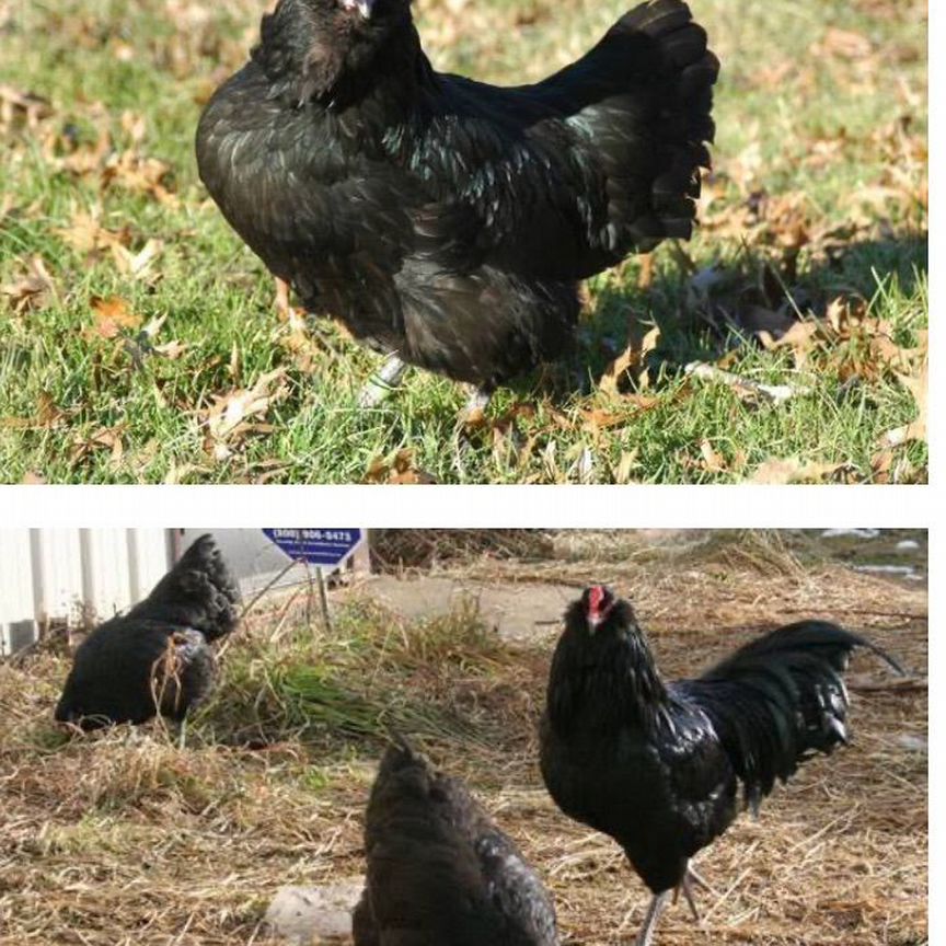 Семья амераукана