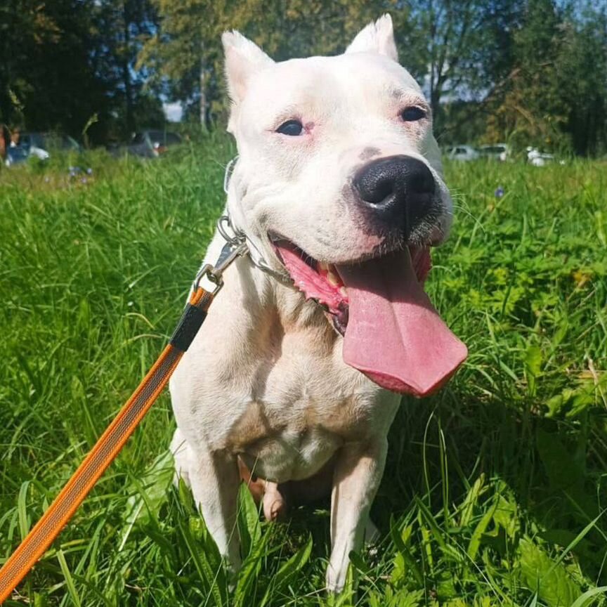 Аргентинский дог, взрослая собака