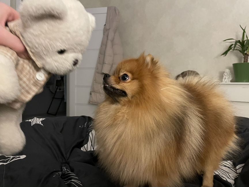 Вязка Померанский шпиц той