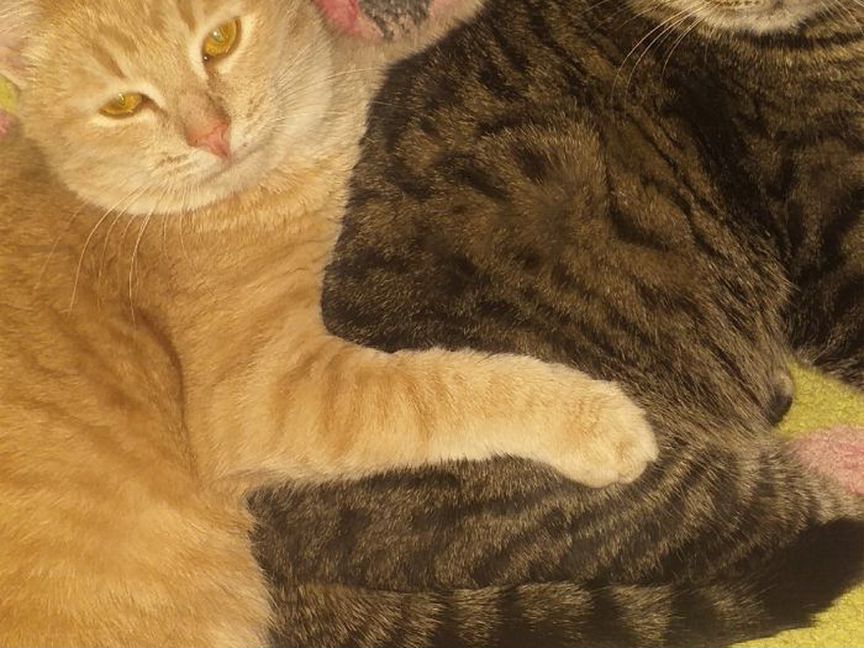 Котята в добрые руки