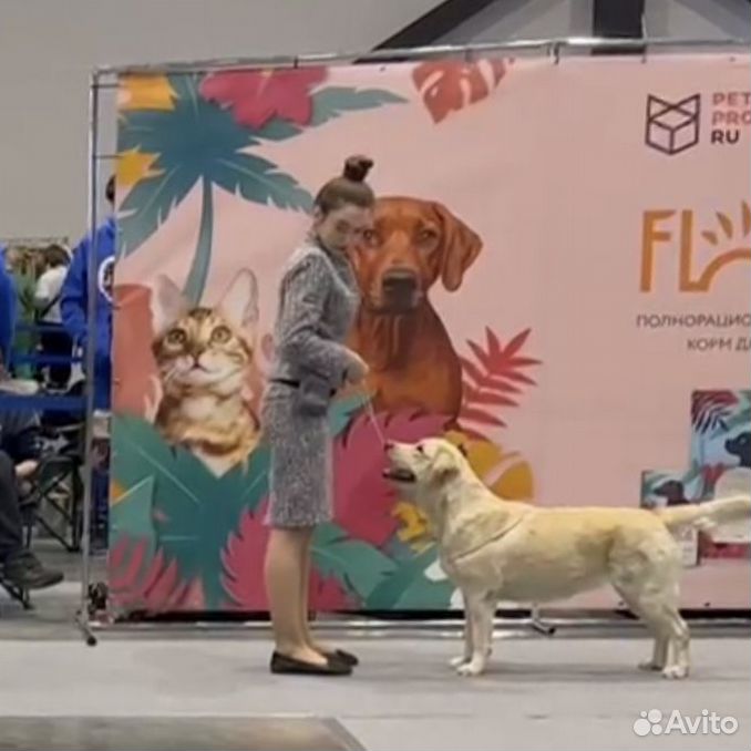 Подросток, лабрадор ретривер