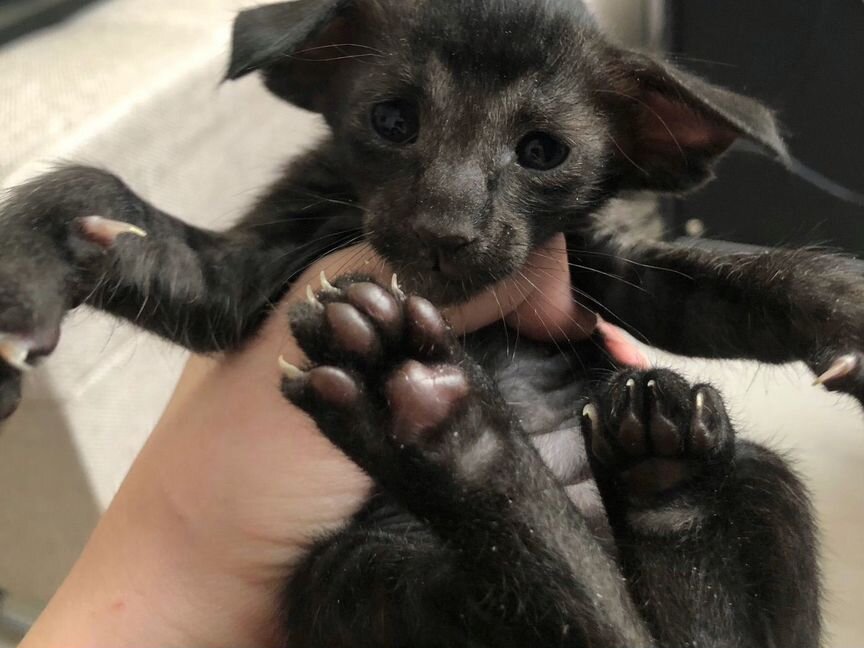 Ориентальные котята