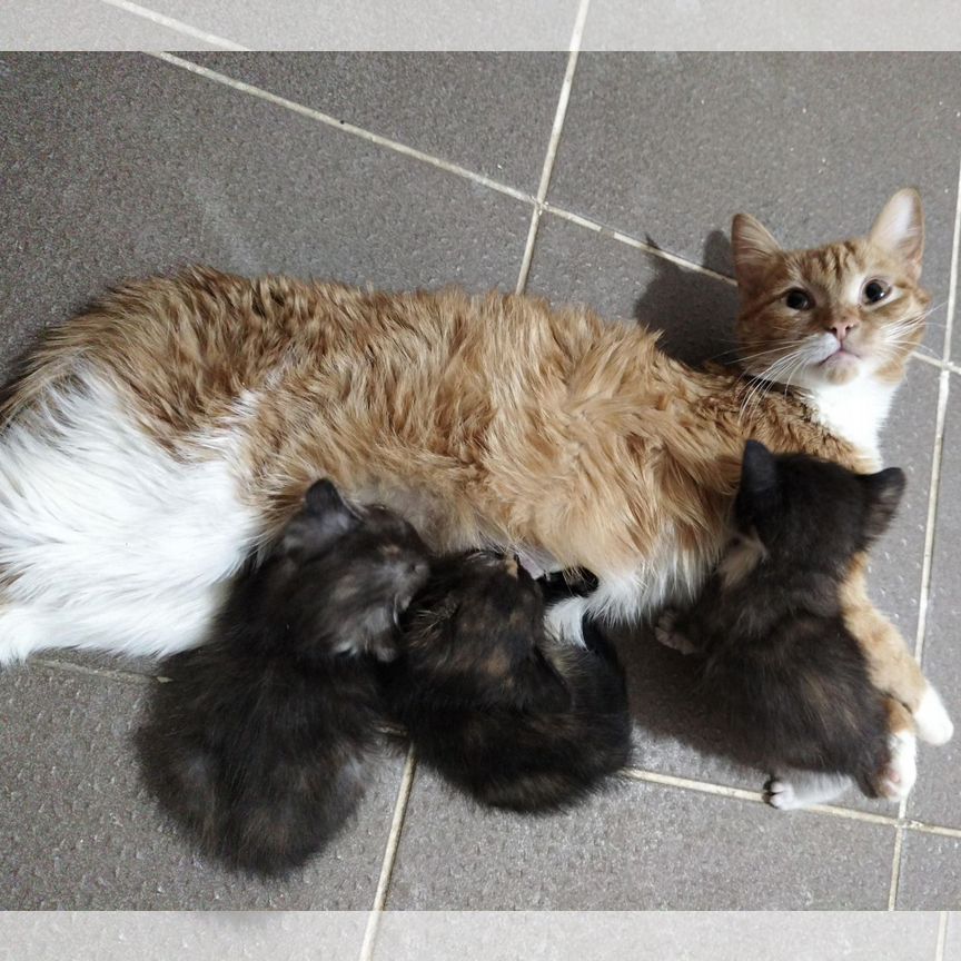 Котёнок в добрые руки