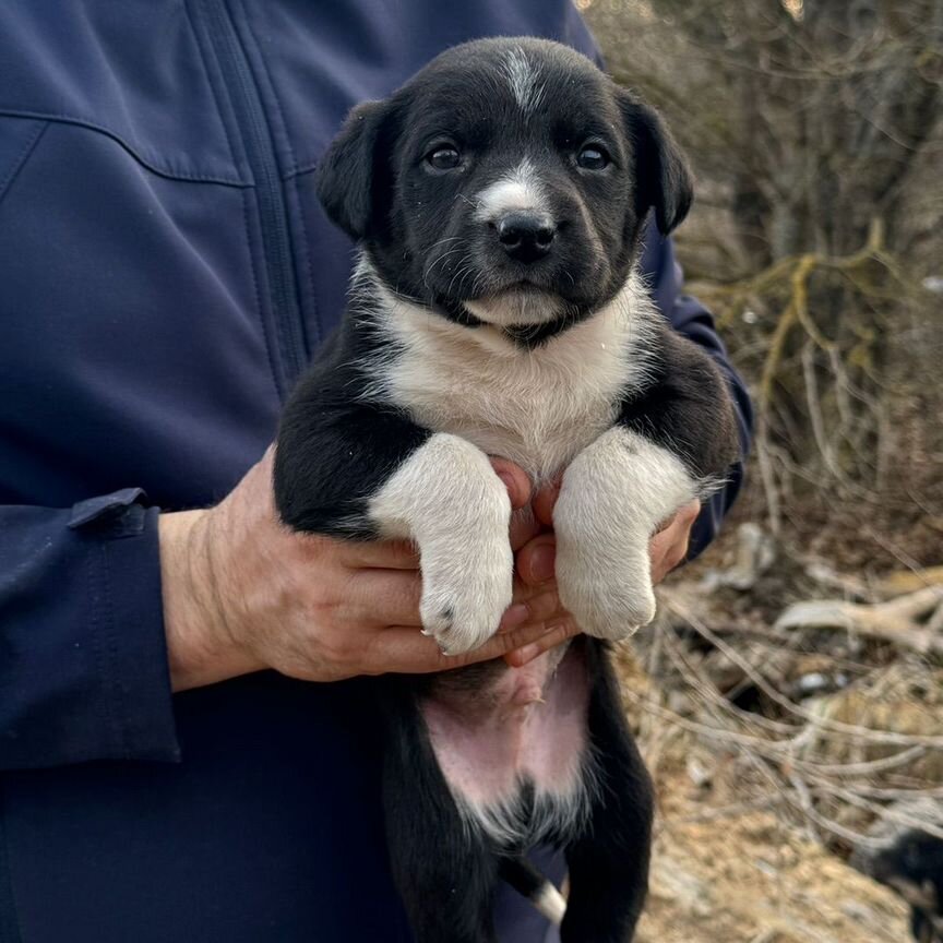 Щеночки- пирожочки