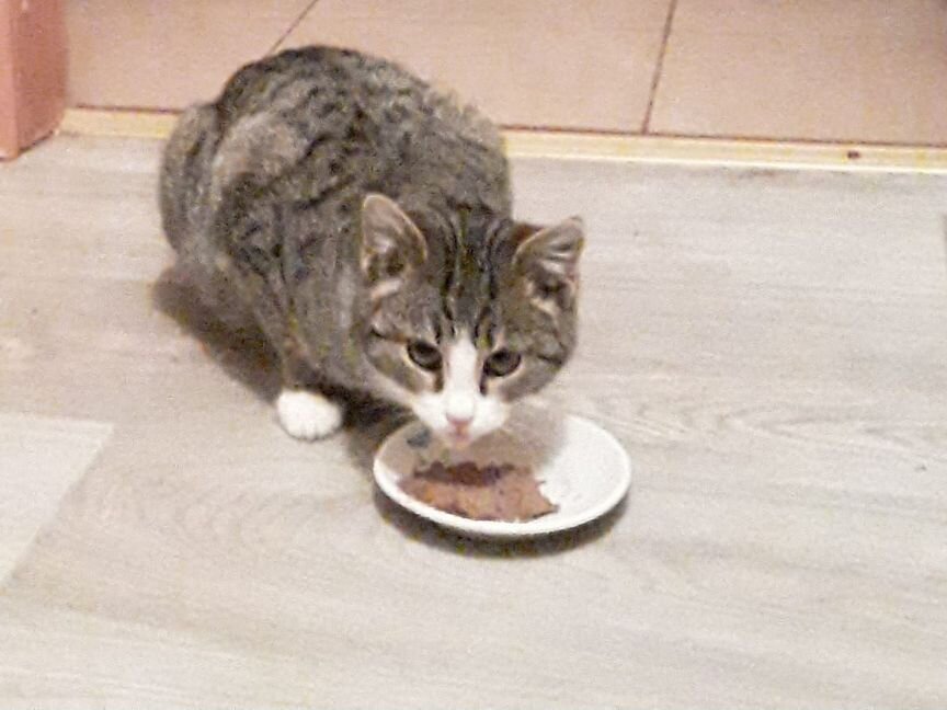 Котенок в добрые руки / ищет дом