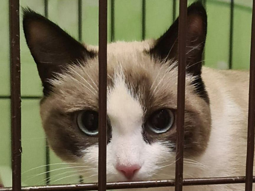 Очень ласковая молоденькая кошечка