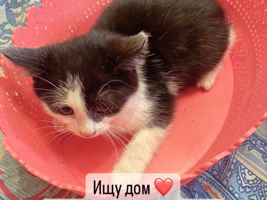 Котик в добрые руки