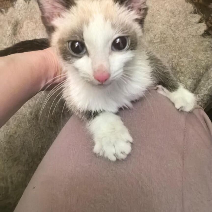 Кошечка