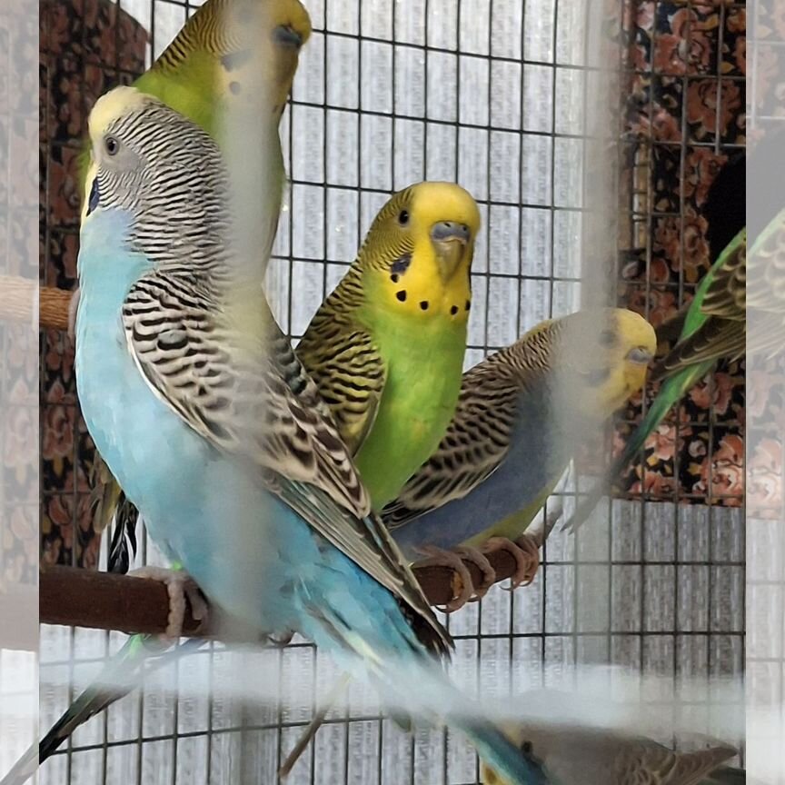 Волнистый попугай