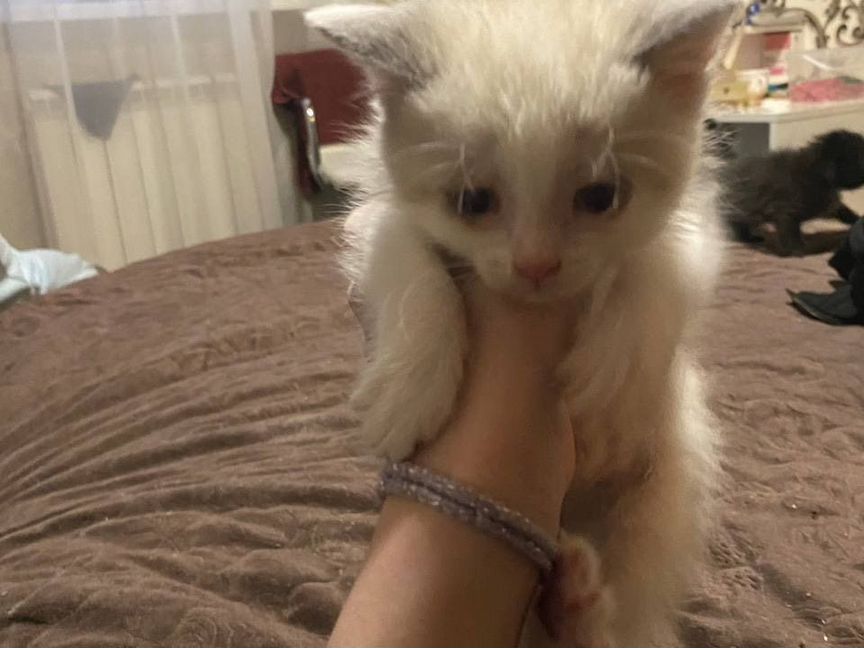 Котята в добрые руки бесплатно