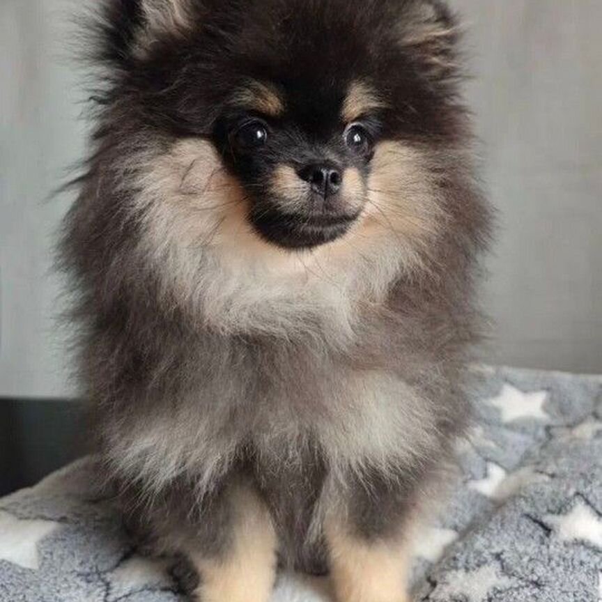 Шпиц мини мишка