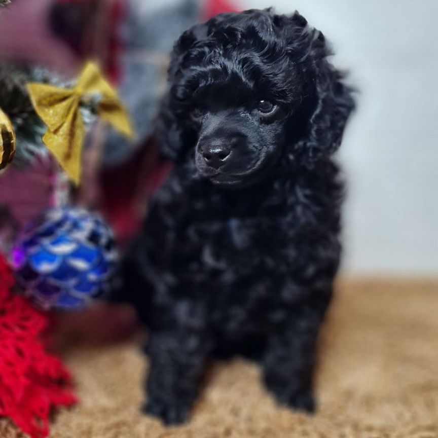 Той-пудель, щенок