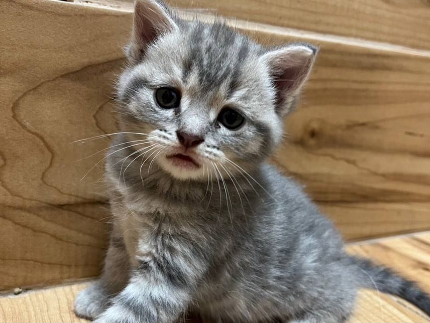 Шотладские котята