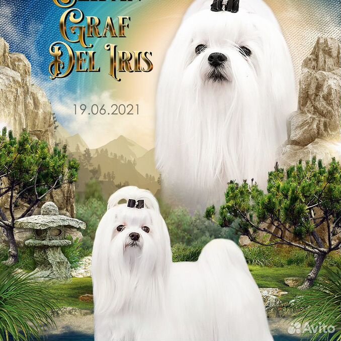 Вязка. Мальтезе кобель шоу класс FCI