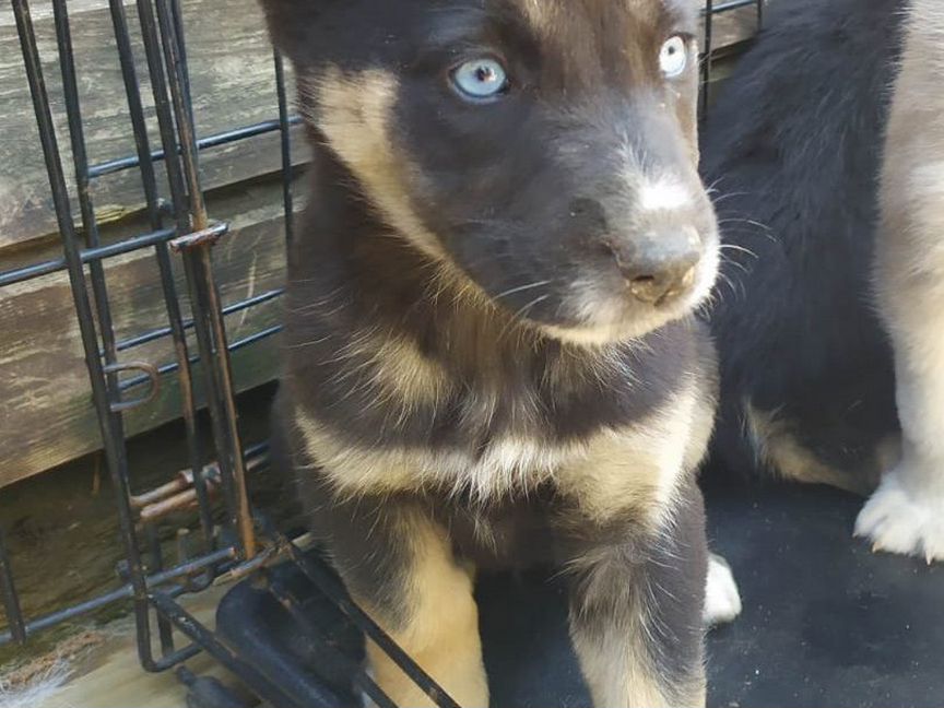 Малу, подброшенный щенок-метис хаски