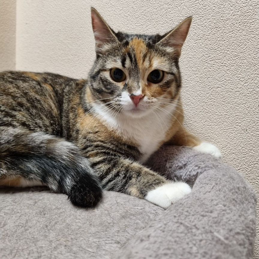 Кошечка