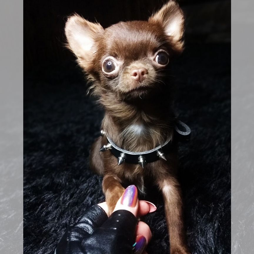 Чихуахуа мини мальчик