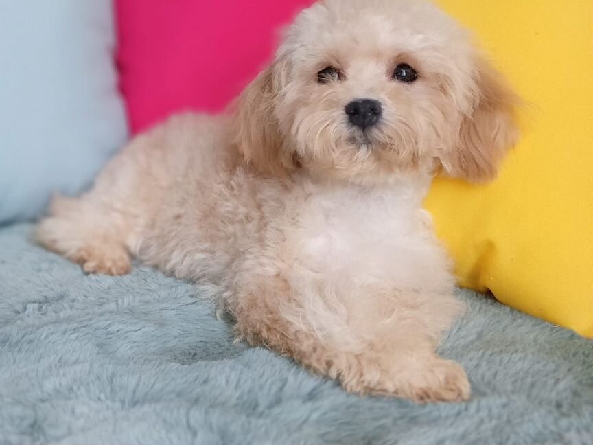 Мальтипу ф1 мини