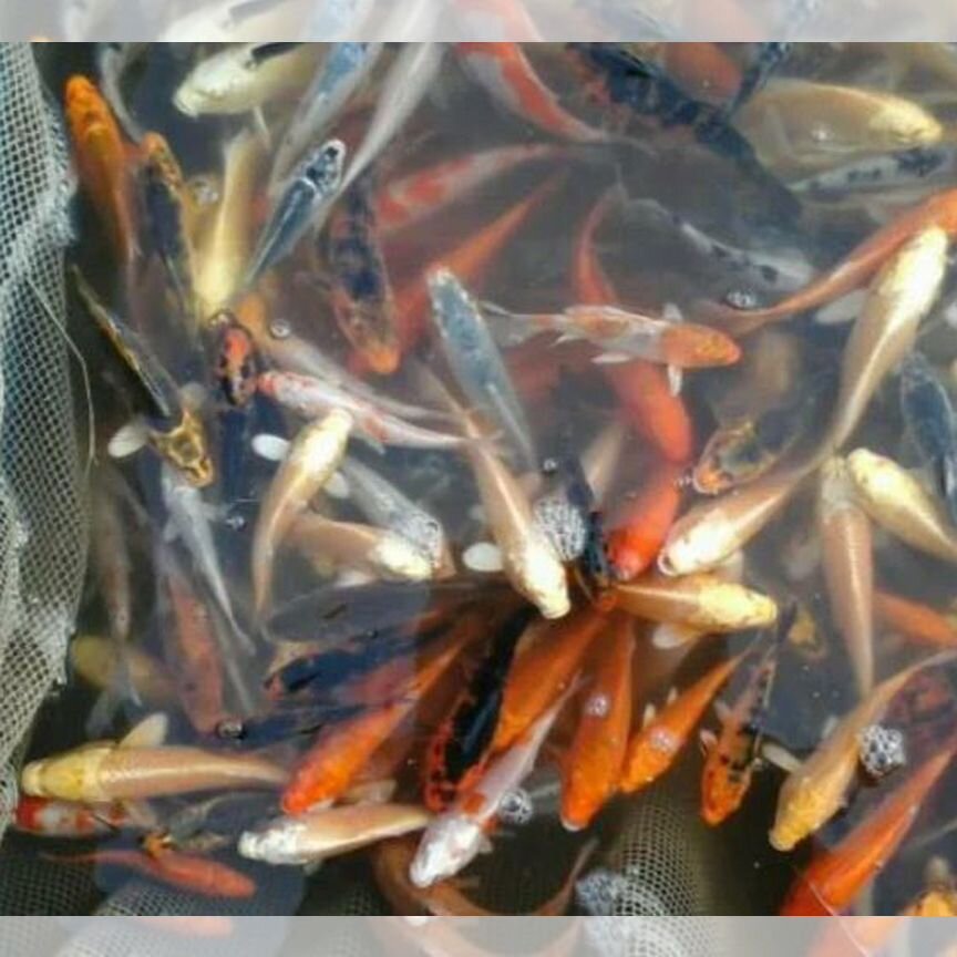 Аквариумные и пурдовые рыбы