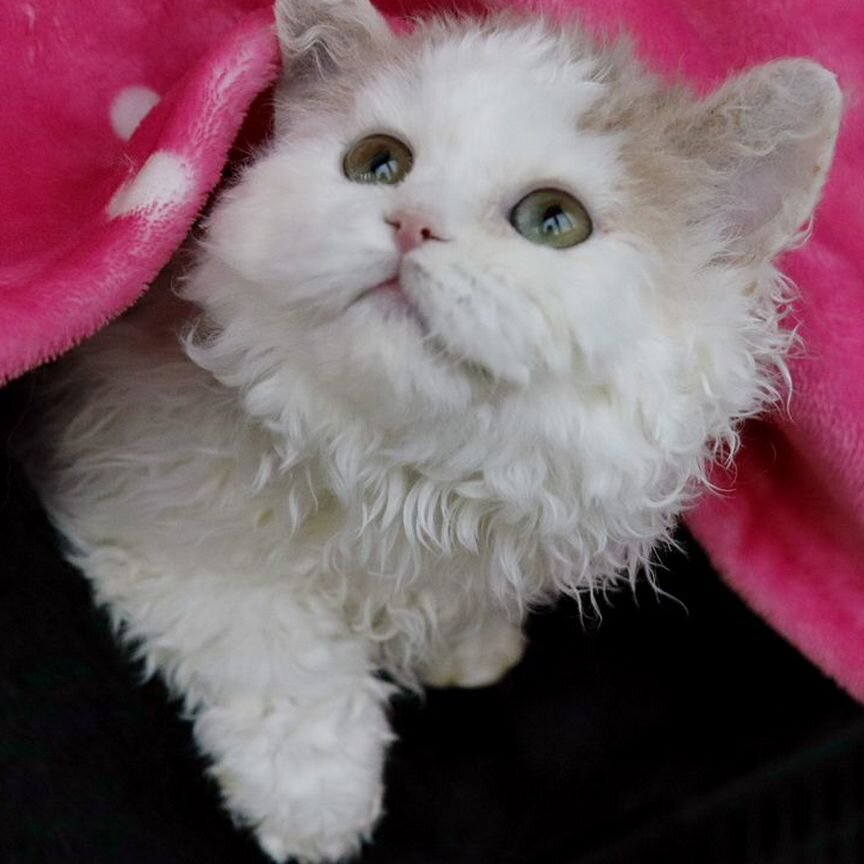 Лиловый арлекин селкирк-рекс