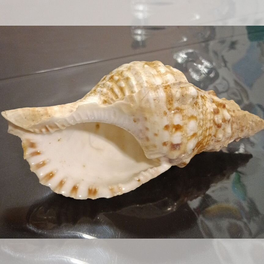 Морские ракушки раковины