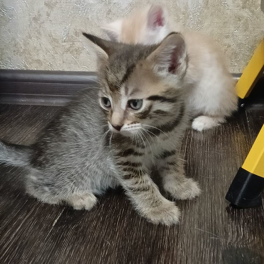 Кошки в добрые руки бесплатно