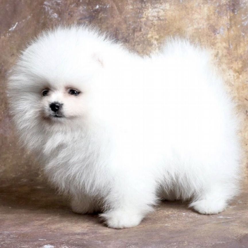 Померанский шпиц, щенок
