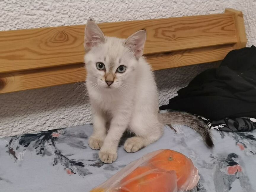 Котенок девочка 4 мес