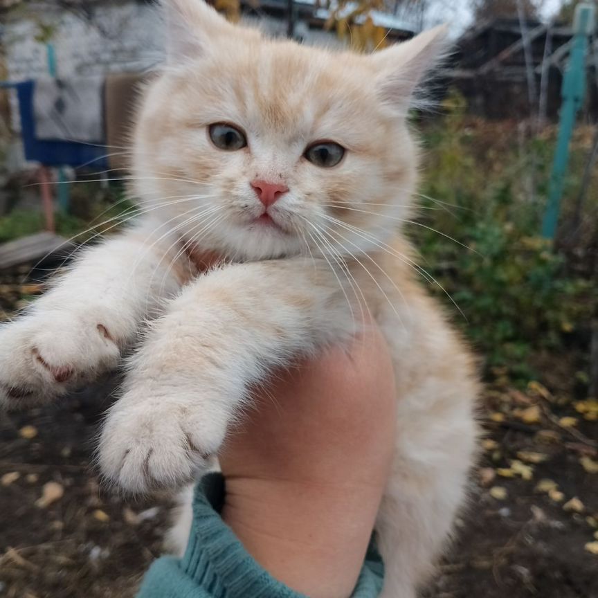 Отдам бесплатно котика