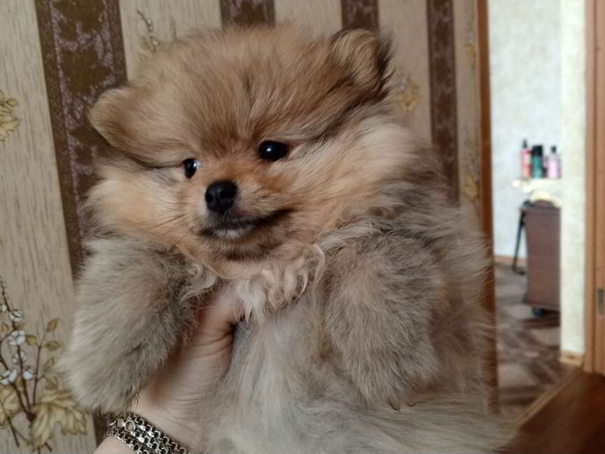 Померанский шпиц мини