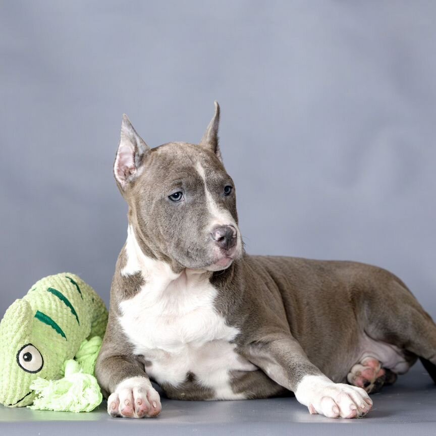 Американский стаффордширский терьер, щенок