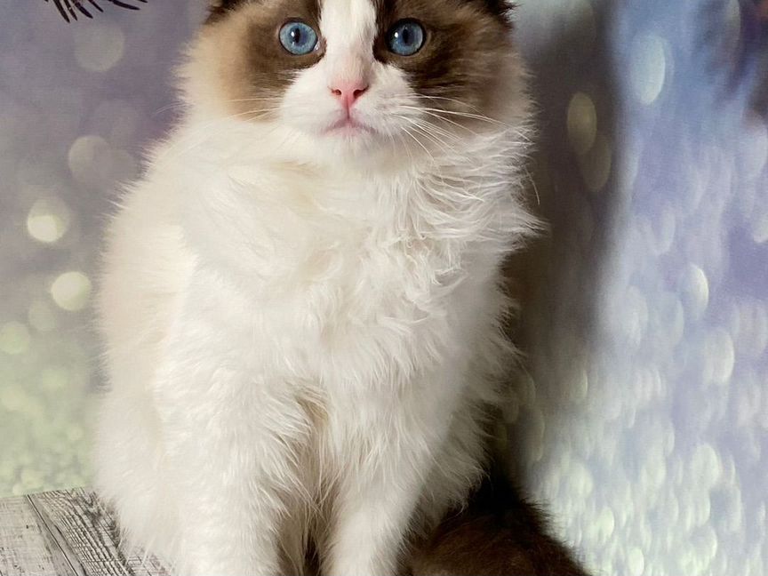 Мальчик рэгдолл