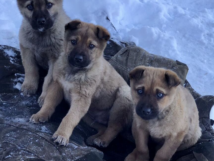 Кутята в добрые руки