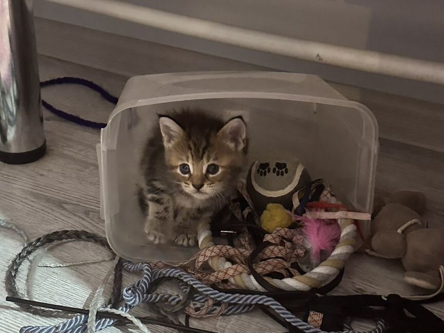 Мейн-кун котята