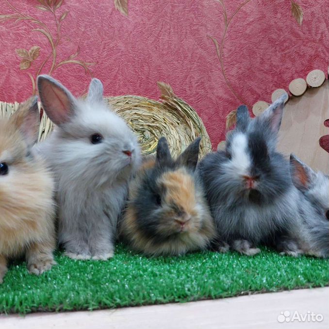Декоративные кролики домашний мини