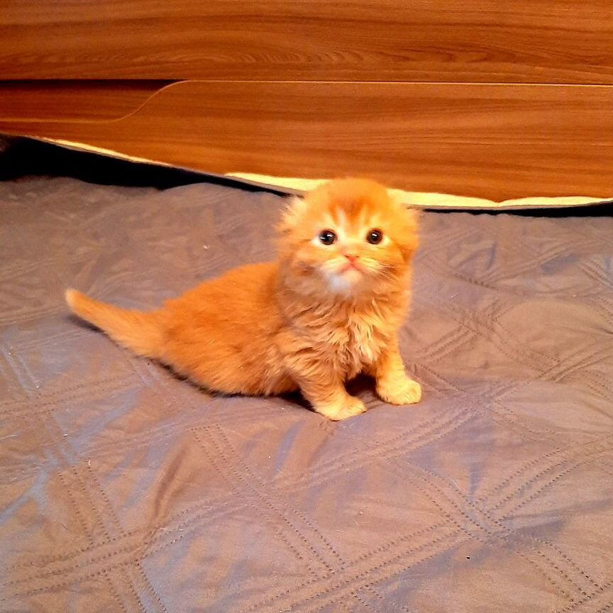Шотландские котята