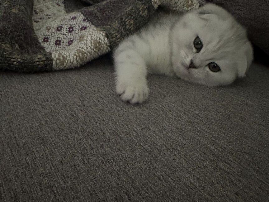 Шотландские вислоухие котята