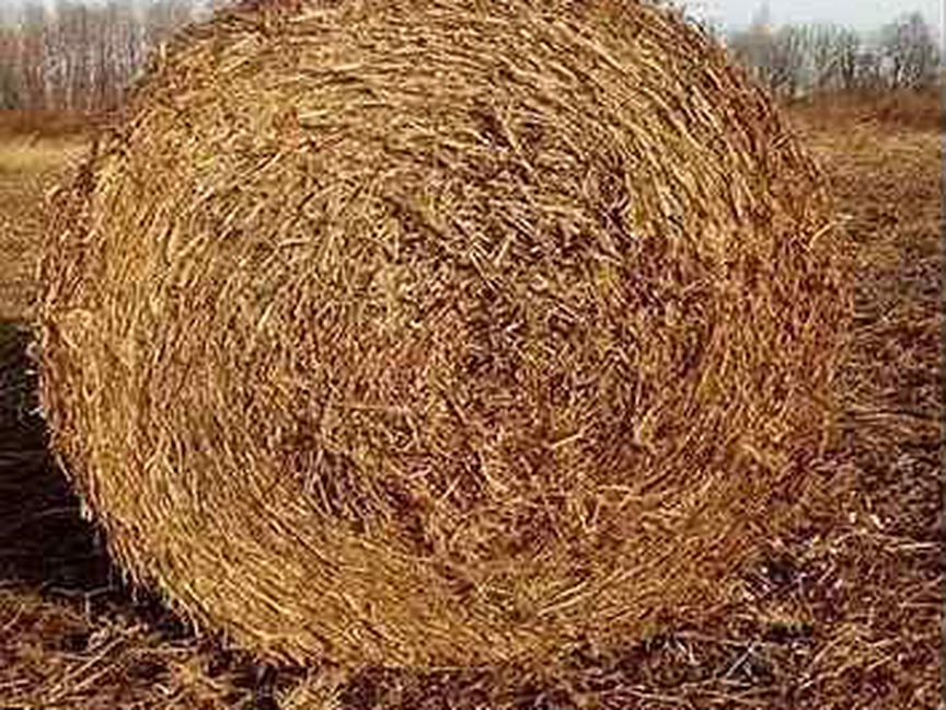 Солома гороховая