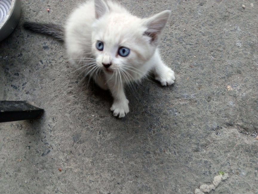 Котяткам-лапочкам очень нужен дом и семья