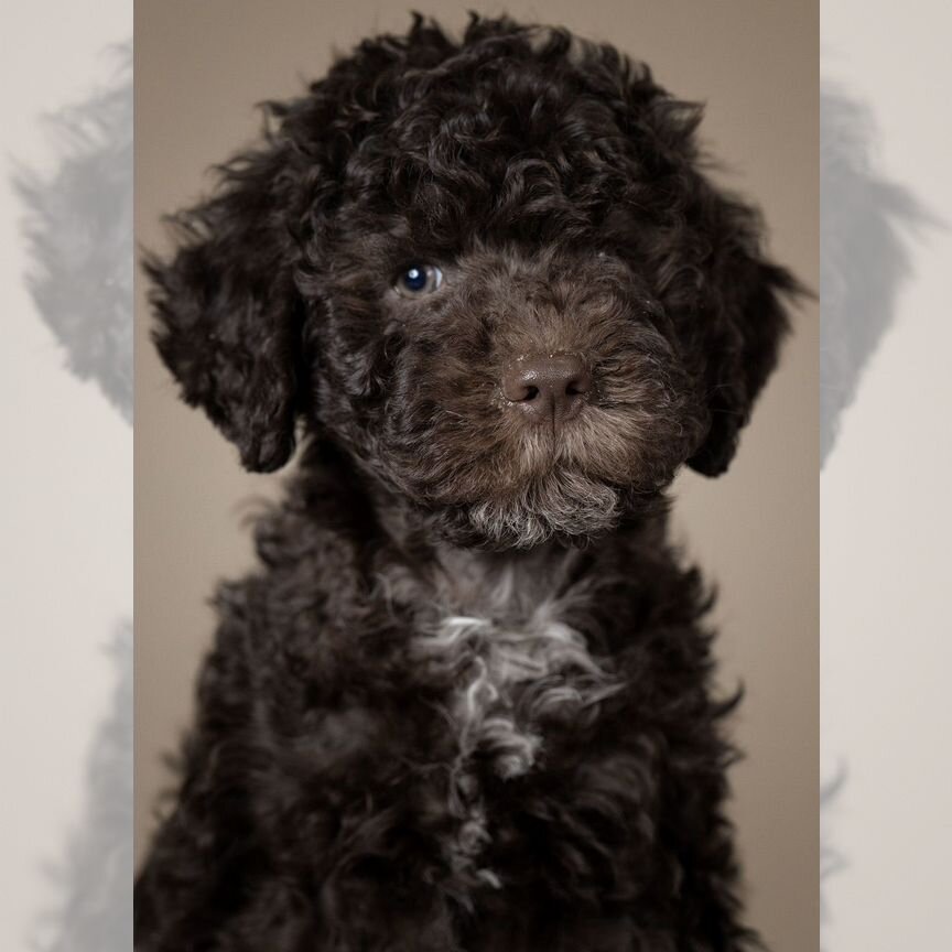 Лаготто-романьоло, щенок