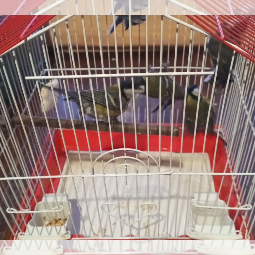 Певчие лесные птицы