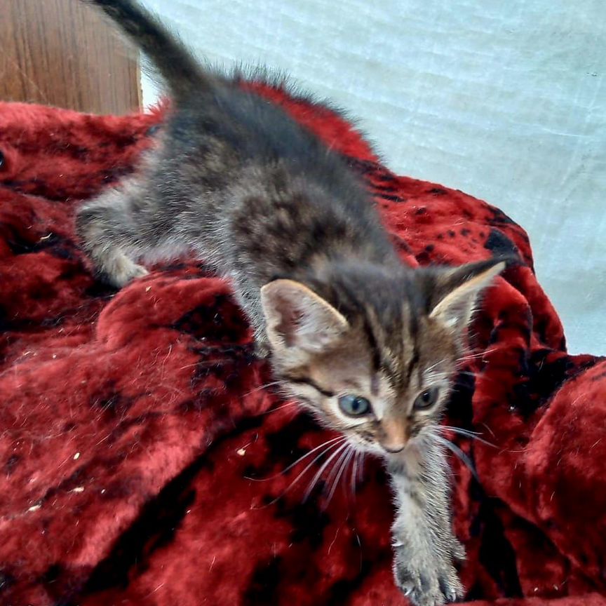 Усатые полосатые котята в дар