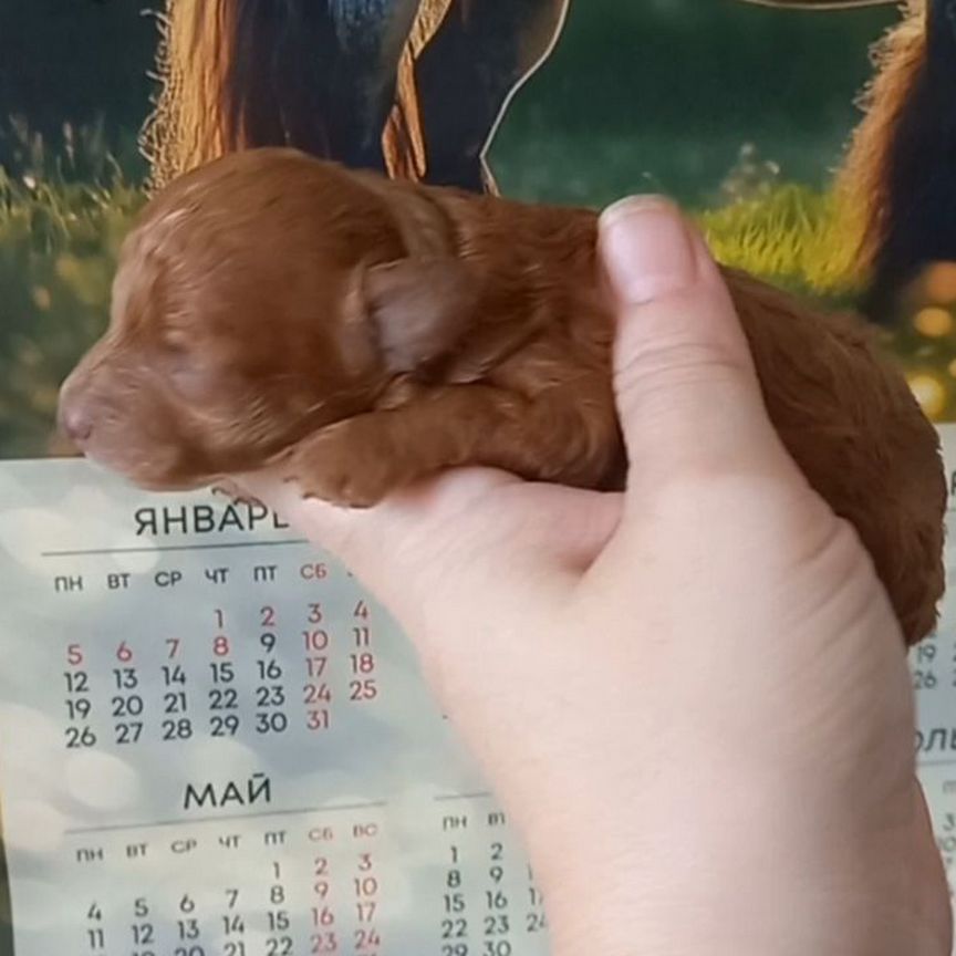 Той-пудель, щенок