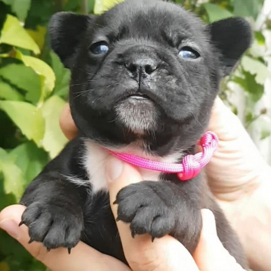 Щенок девочка черная