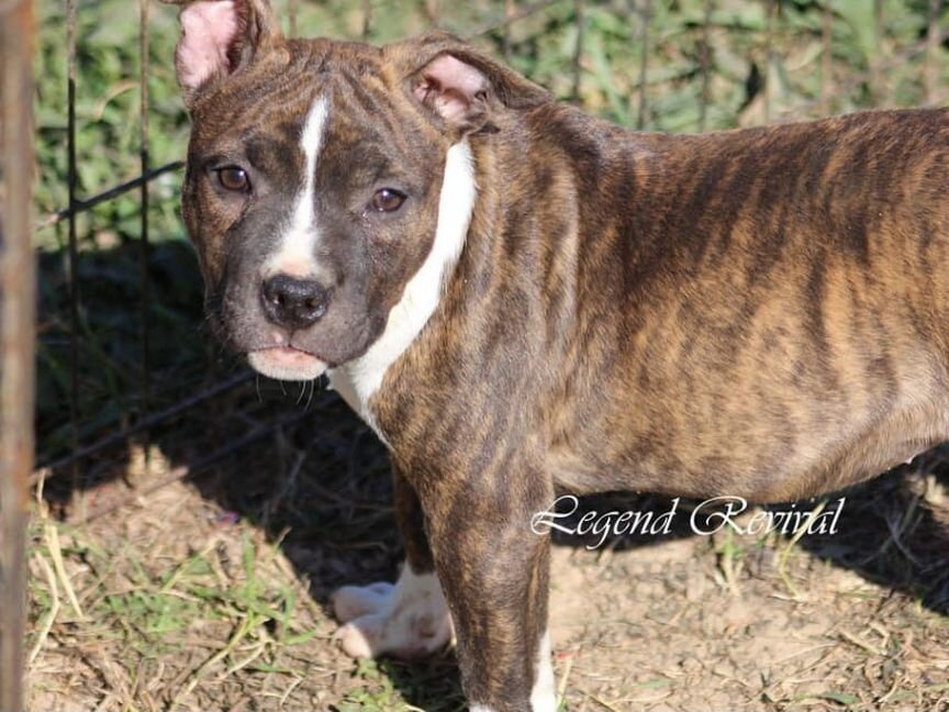 Стаффордширский терьер девочка