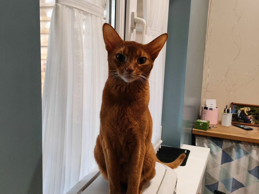 Абиссинский кот