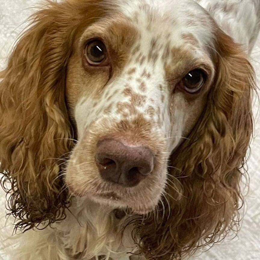 Русский охотничий спаниель щенки Набережные Челны