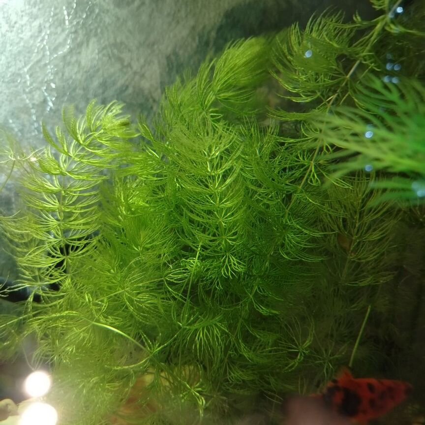 Водоросли для аквариума бесплатно