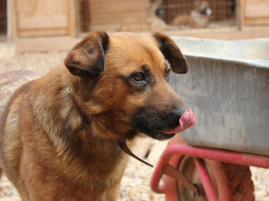 Красивый пес Анри ждет семью